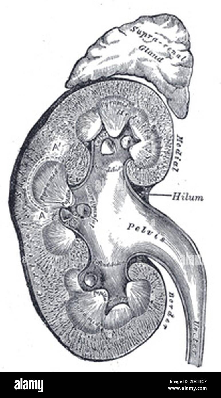 Kidney section hi-res stock photography and images - Alamy
