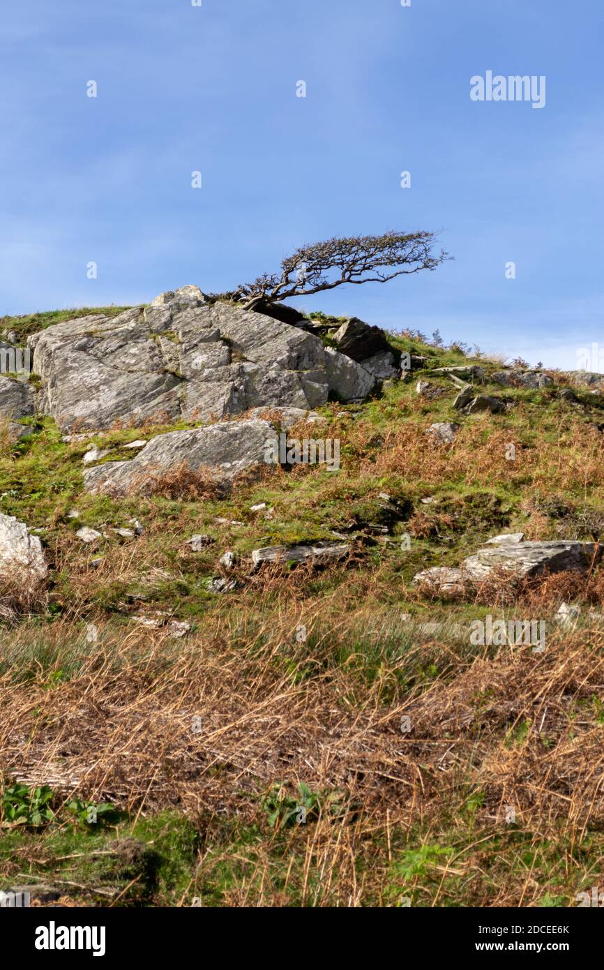 Tree growing around rock hi-res stock photography and images - Alamy