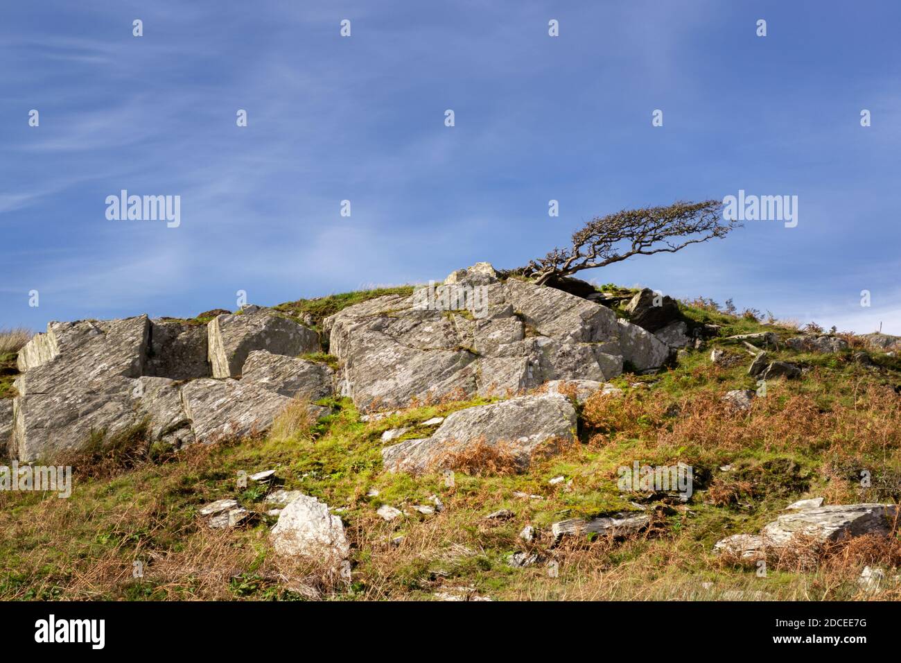 Tree growing around rock hi-res stock photography and images - Alamy