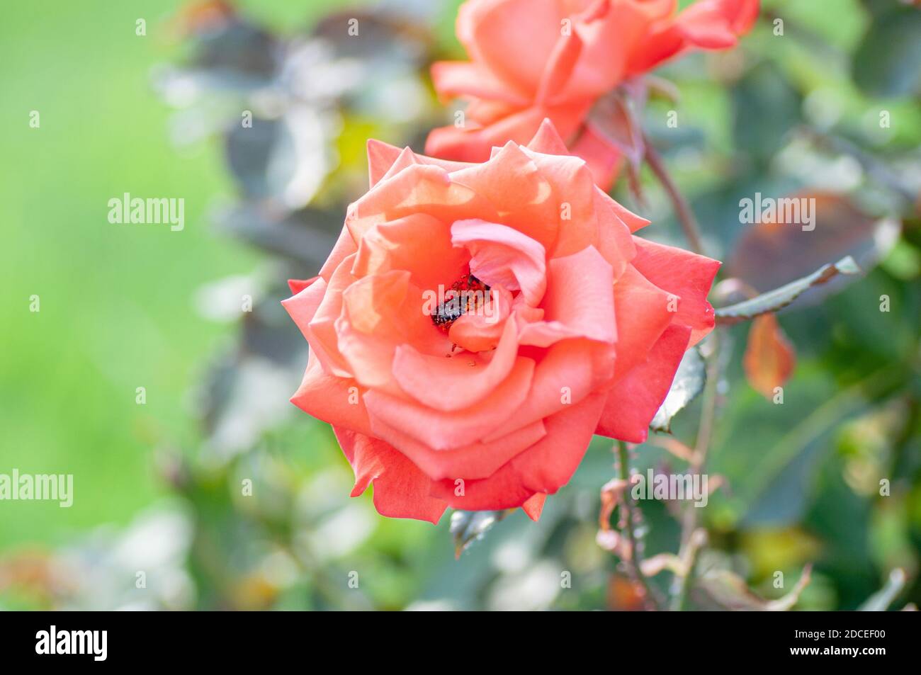 Garden fauna bug on pink blooming tea rose color flower. Botanical ...