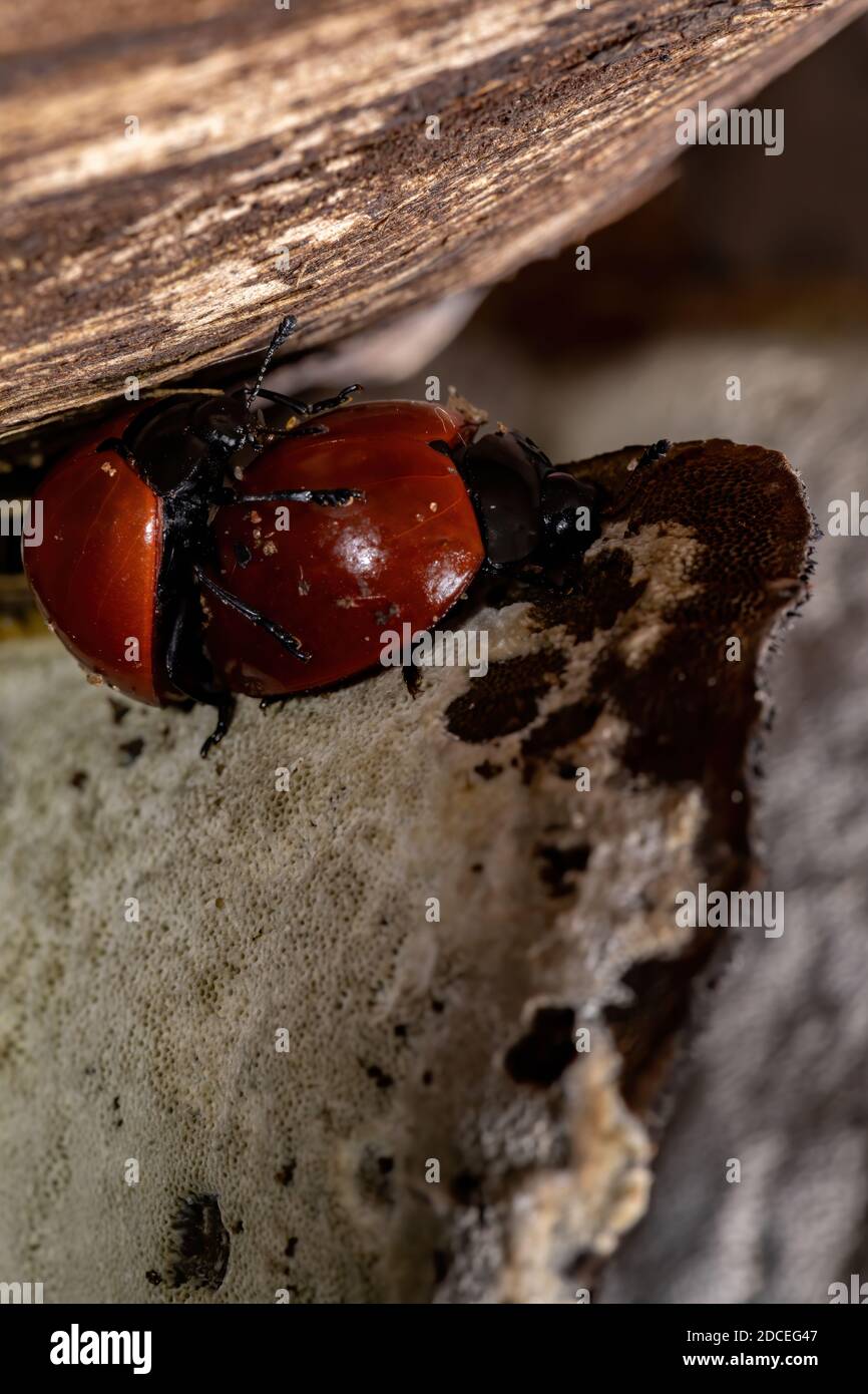 Fungus beetles hi-res stock photography and images - Alamy