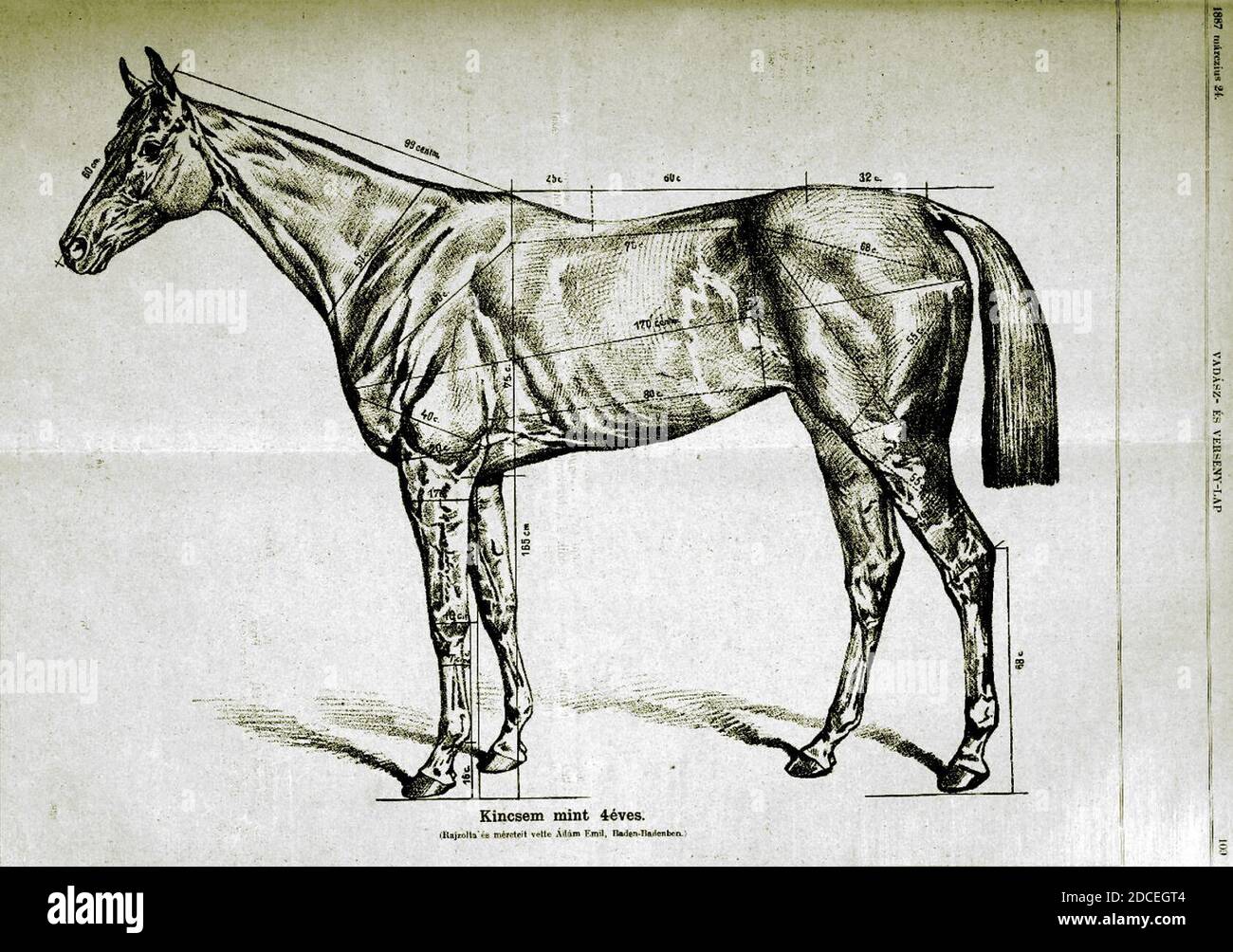 Kincsem hi-res stock photography and images - Alamy