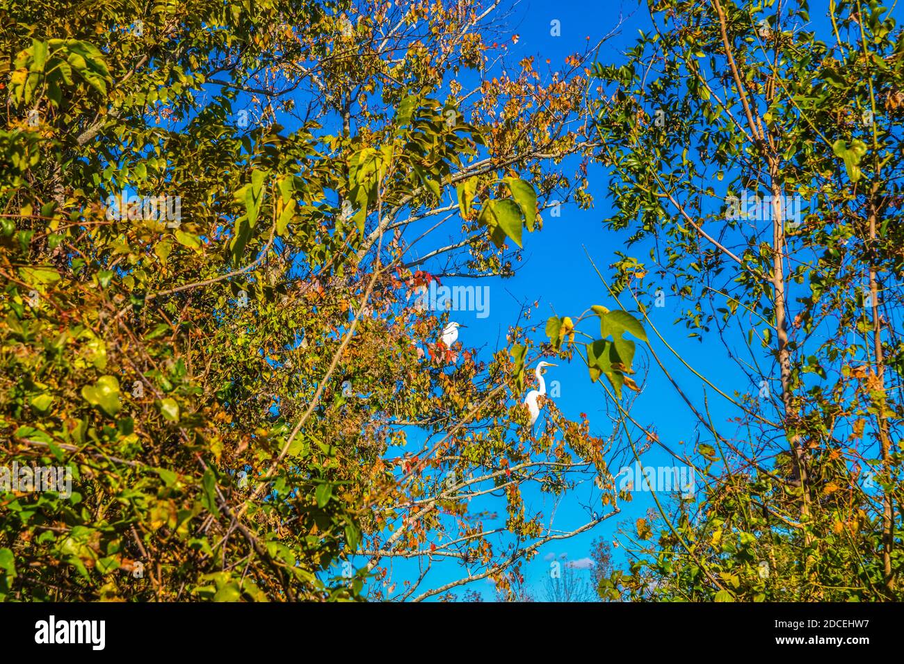 Large white Great Egrets sitting in a tree and Fall colors Stock Photo ...