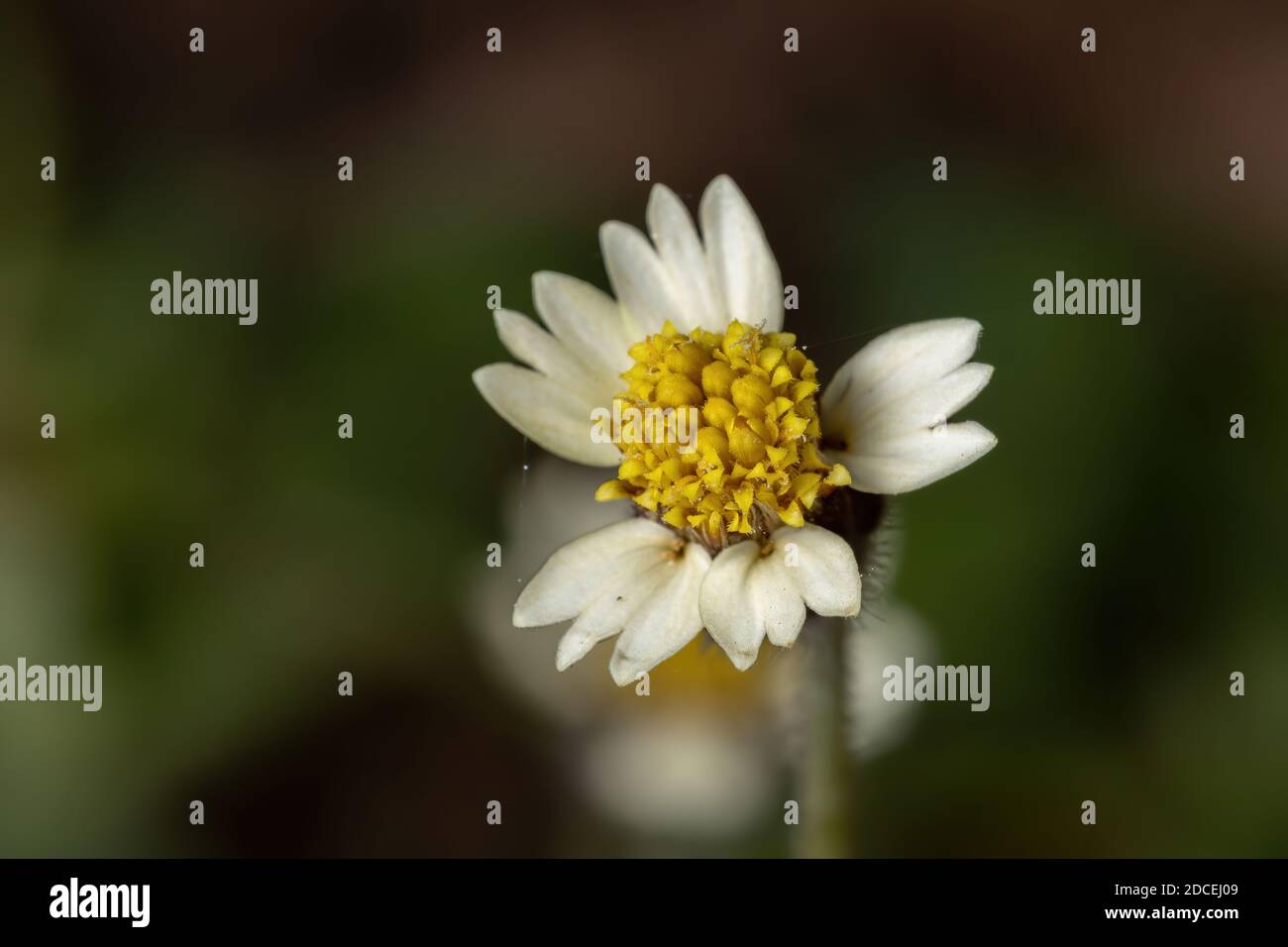 Tridax Daisy Flower of the species Tridax procumbens Stock Photo - Alamy