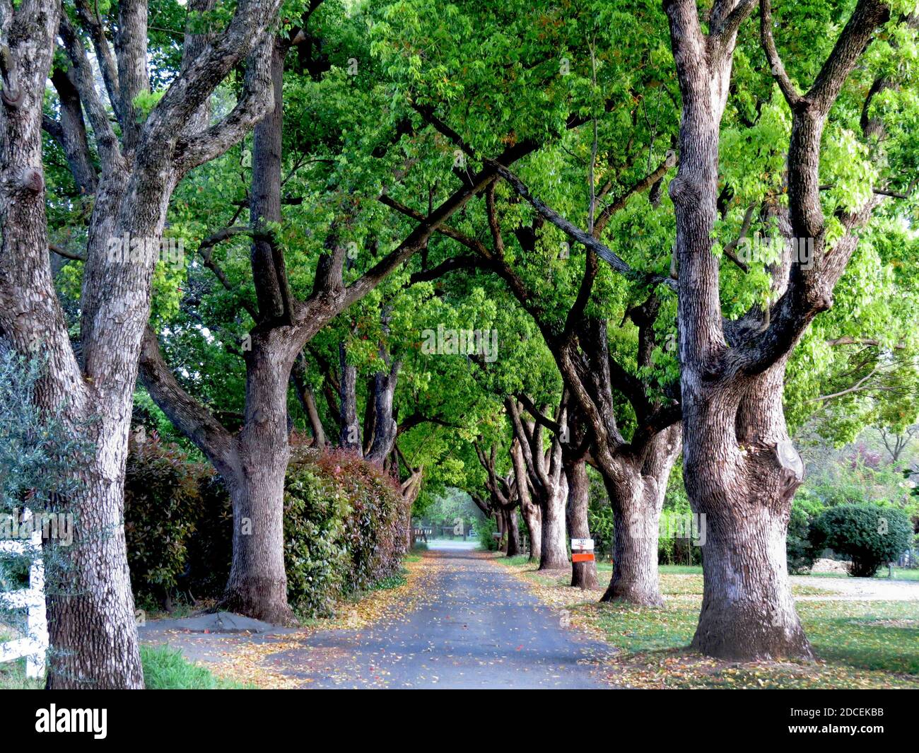 Tree Lined Road in California Stock Photo - Alamy