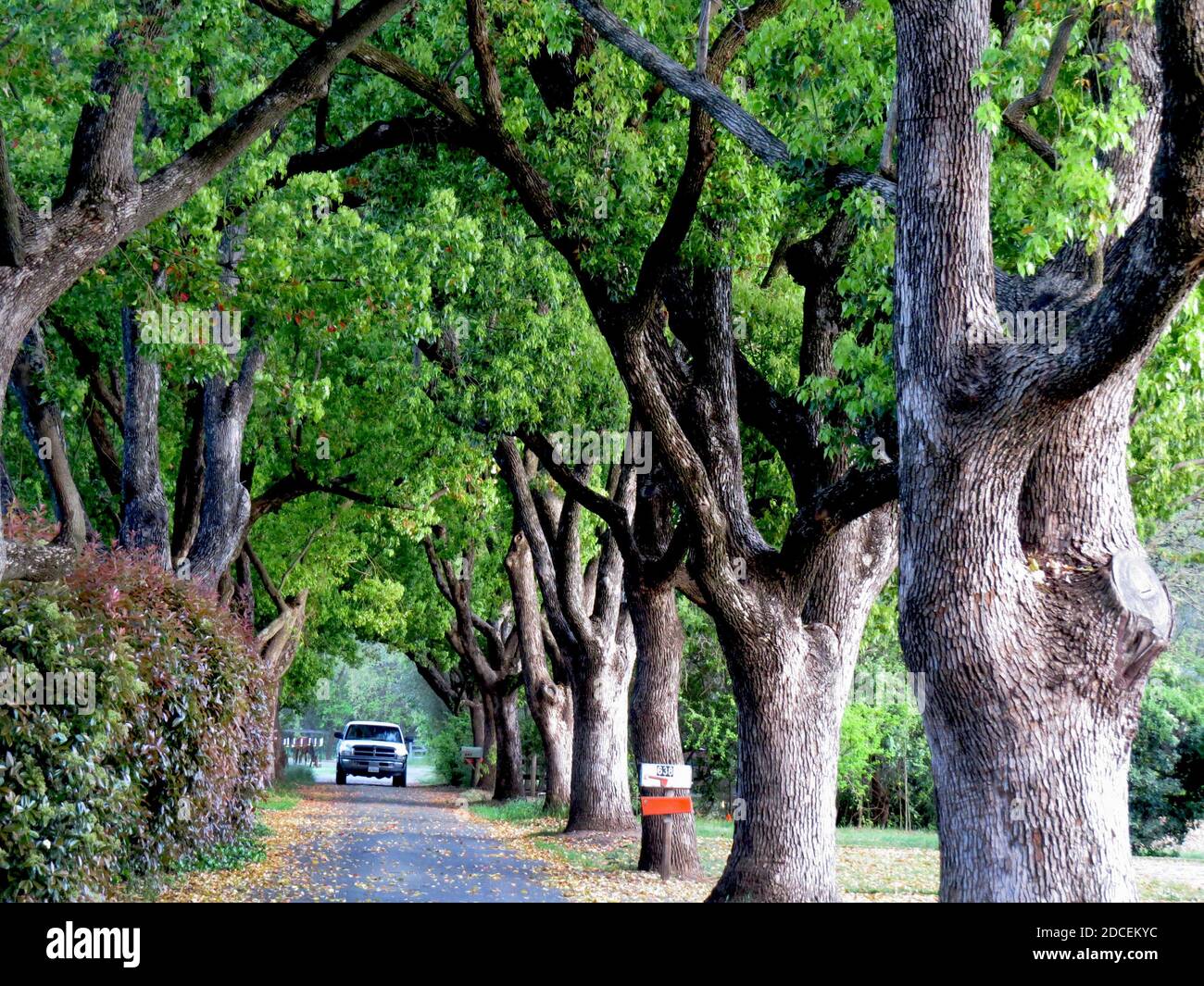 Tree Lined Road in California Stock Photo - Alamy
