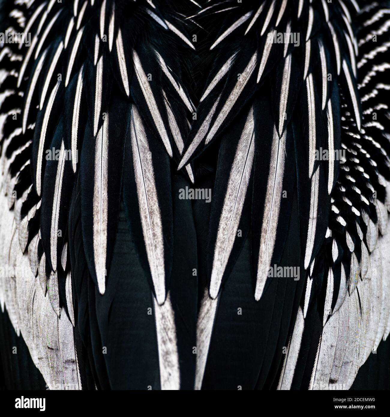 Close Up Texture of Anahinga Feathers in Everglades National Park Stock ...