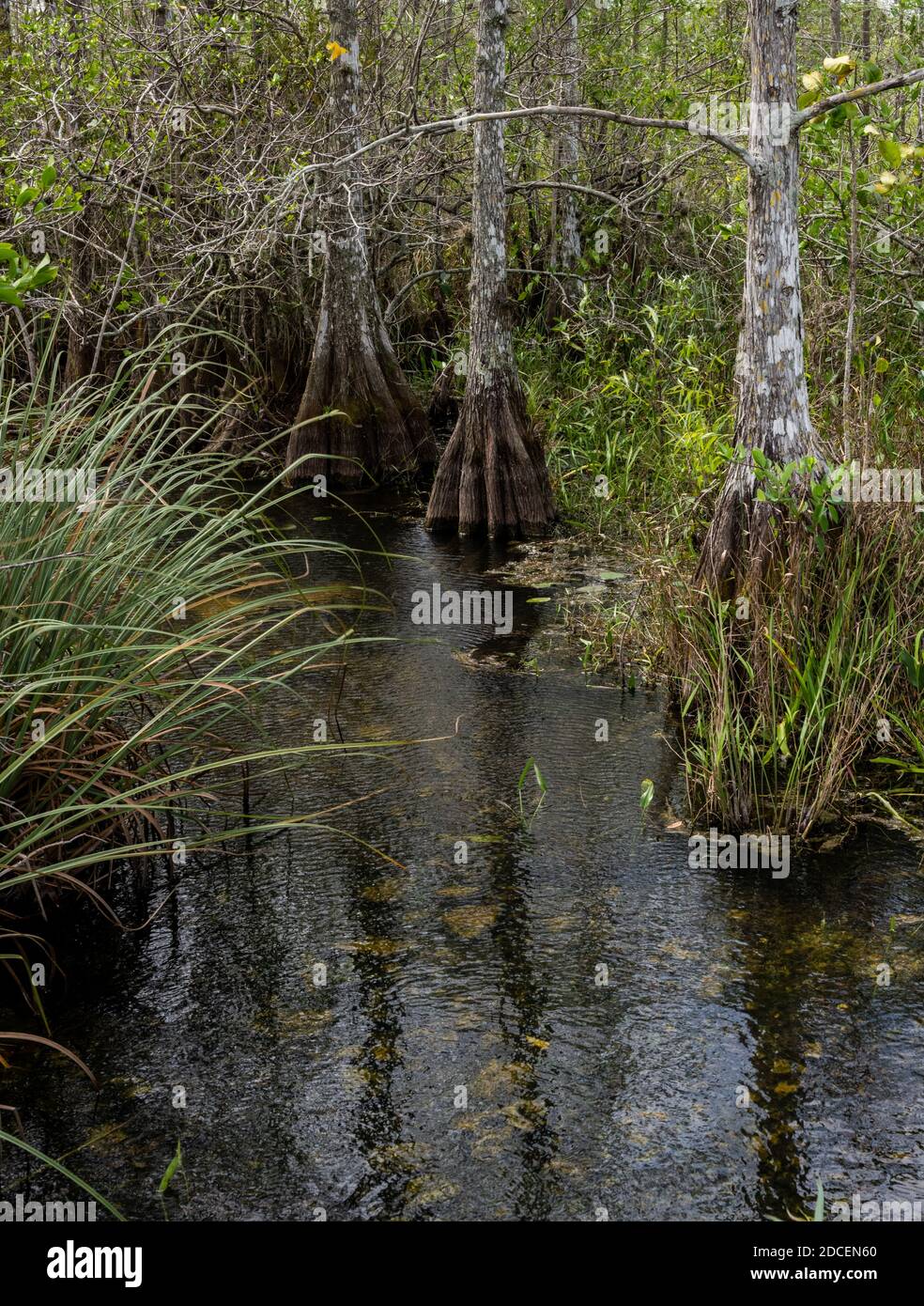 Cypress Trees in Marshy Swamp of Everglades National Park Stock Photo ...