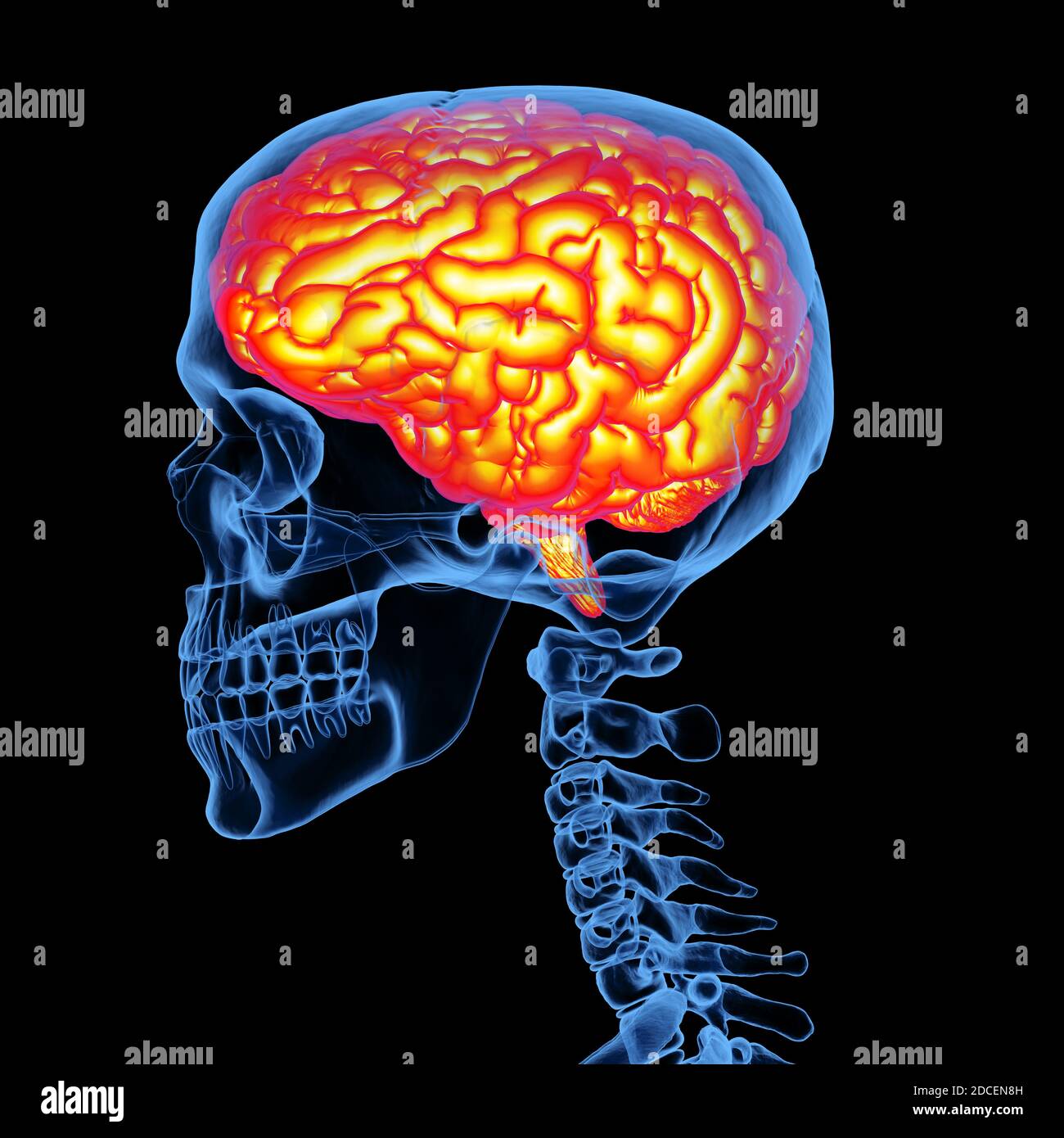 3d brain illustration cerebellum stem hi-res stock photography and ...