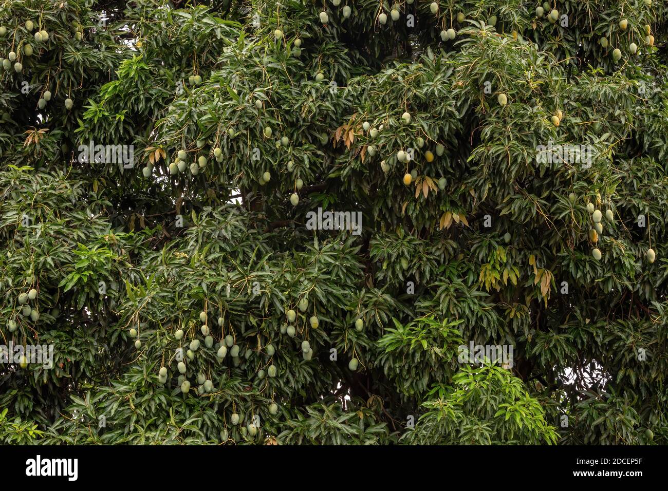 Mango tree of the species Mangifera indica with fruits Stock Photo - Alamy