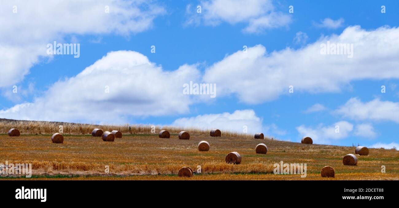 Hay rolls in field, Bindoon, Western Australia Stock Photo - Alamy