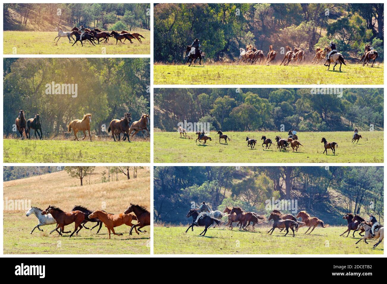 Australian wild horses Cut Out Stock Images & Pictures - Alamy