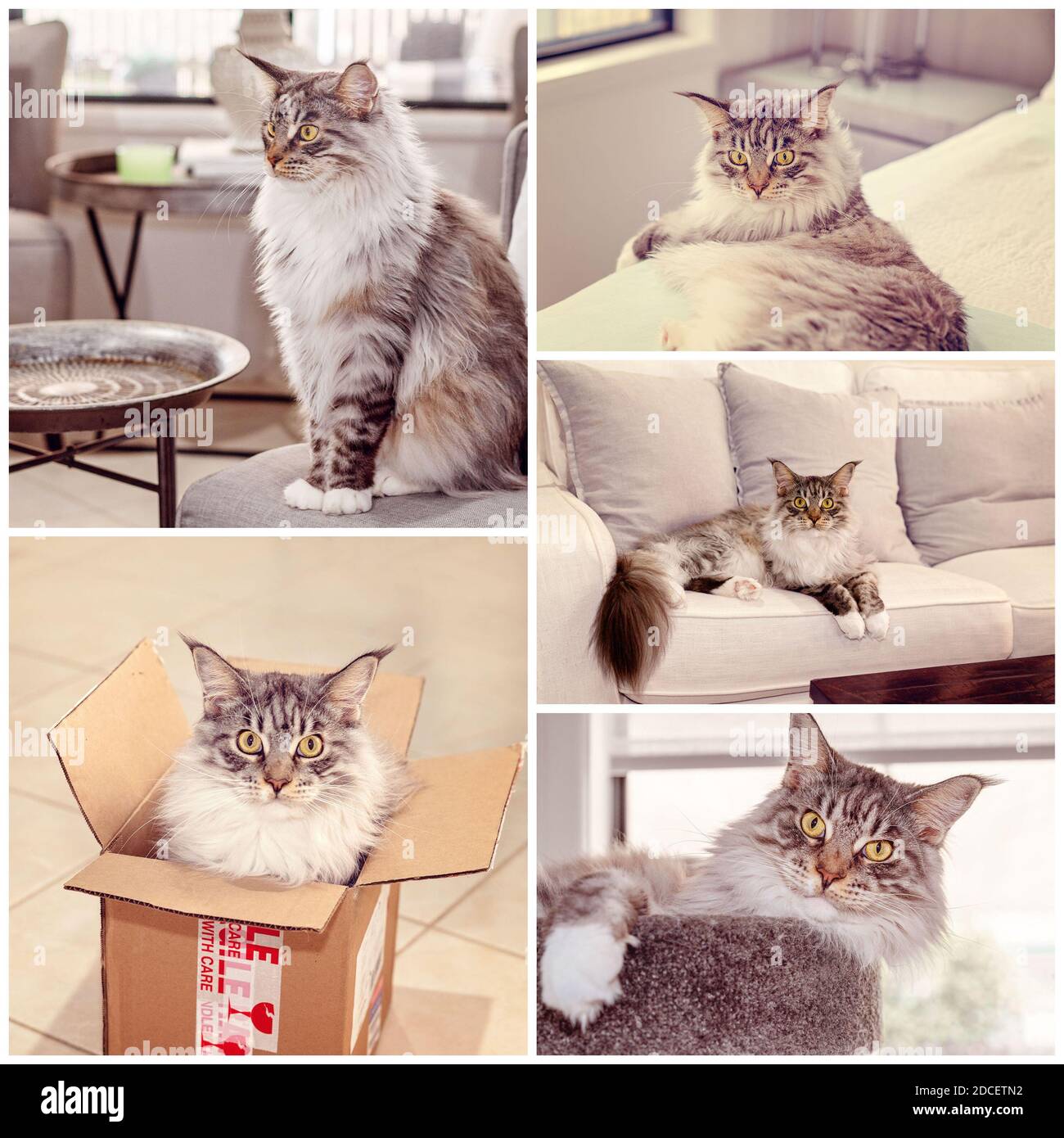 Collage of images of a Main Coon fully grown female cat Stock Photo - Alamy