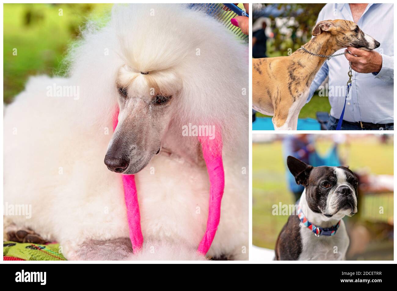 Judging dog show Cut Out Stock Images & Pictures - Alamy