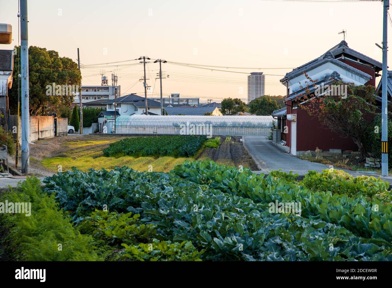 Small fields with leafy greens in suburban sunset Stock Photo - Alamy