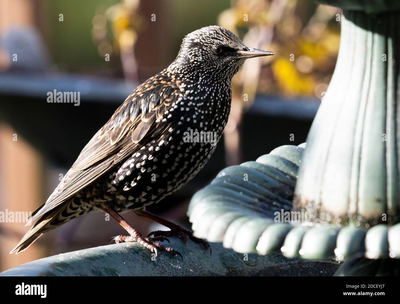 Female Starling High Resolution Stock Photography and Images - Alamy