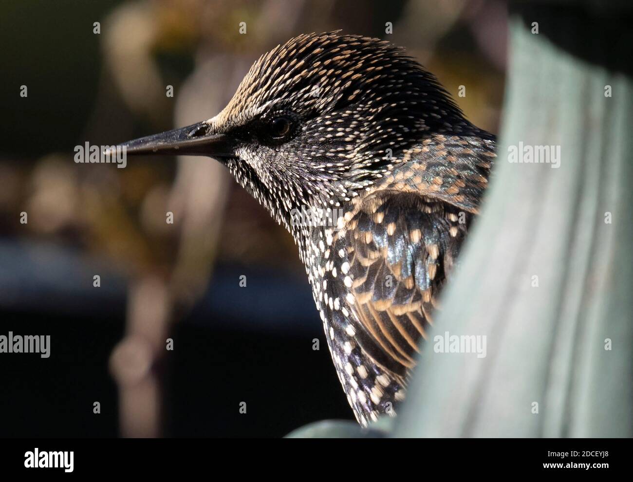 Female Starling on the fountain Stock Photo - Alamy