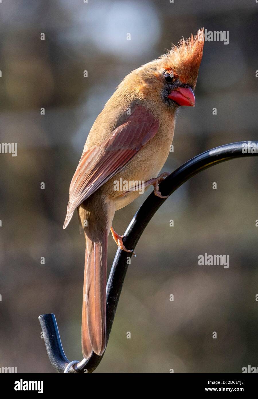 Northern Cardinal high on a perch Stock Photo - Alamy