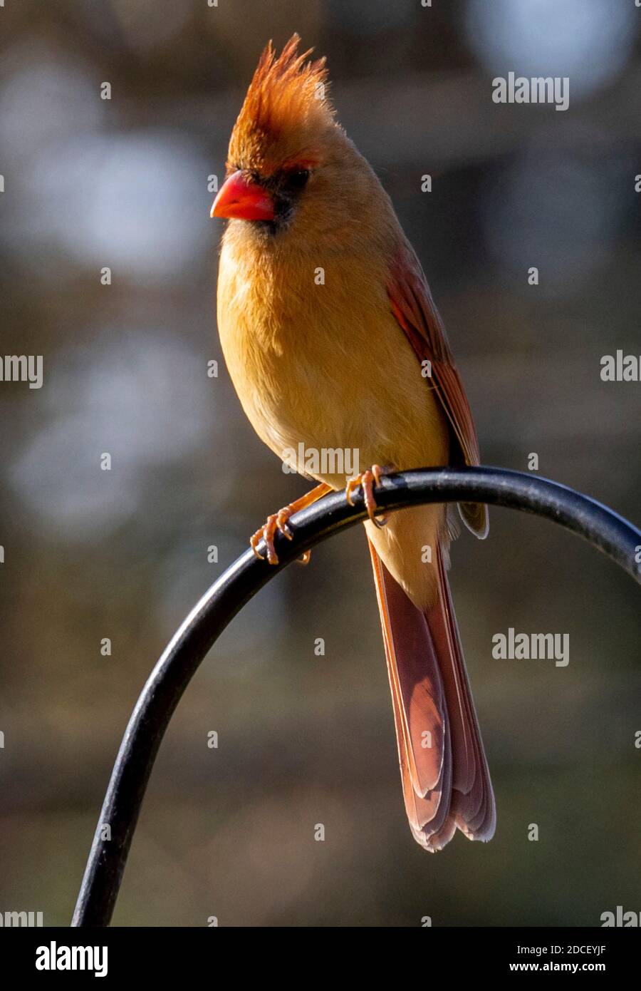 Northern Cardinal high on a perch Stock Photo - Alamy