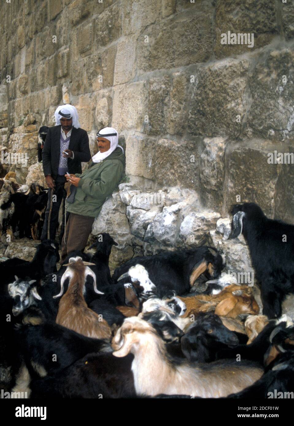 Palestinian Arab shepherds with flock outside the walls of Jerusalem ...