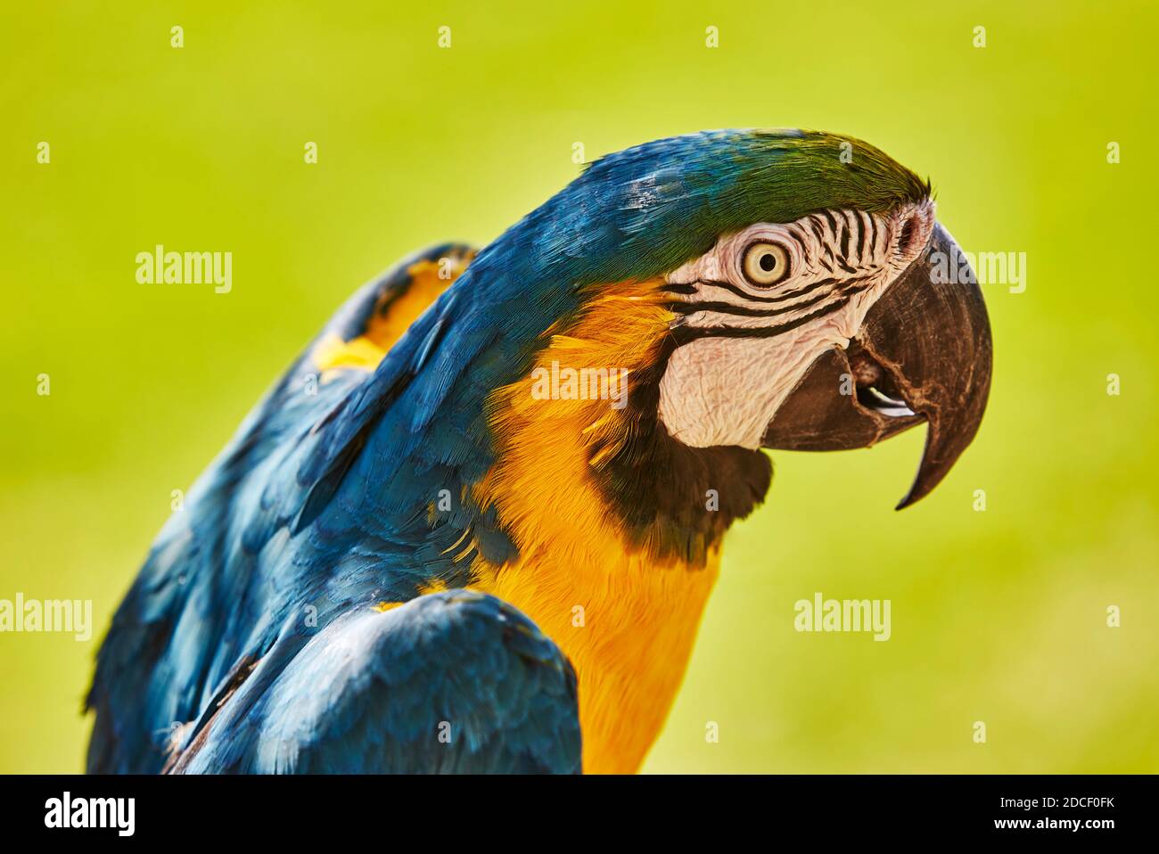 Close up profile of a blue and gold macaw with shallow depth of field ...