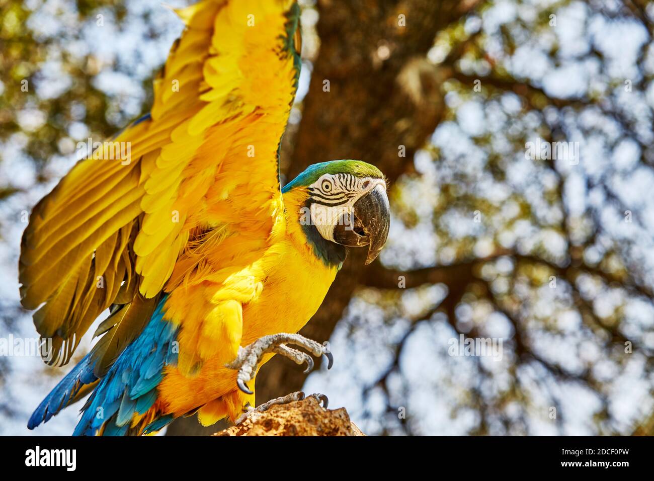 Parrot talons hi-res stock photography and images - Alamy