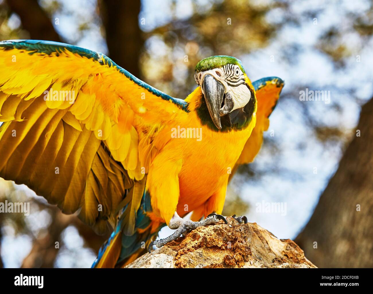Blue And Gold Macaw Wings