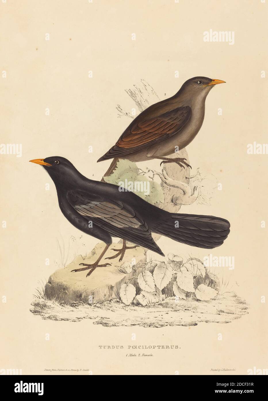 Aztec thrush hi-res stock photography and images - Alamy