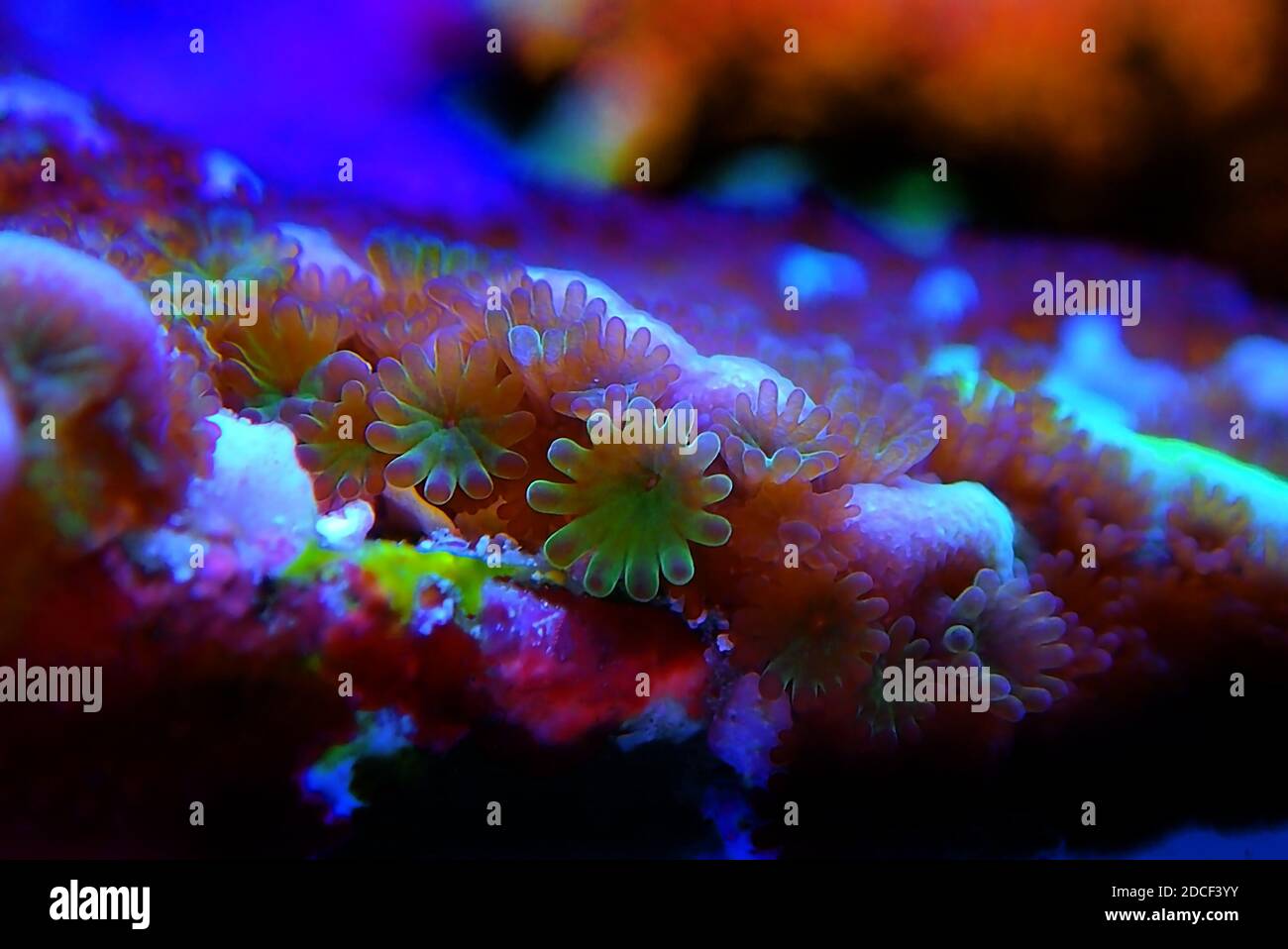 Sps Corals High Resolution Stock Photography and Images - Alamy