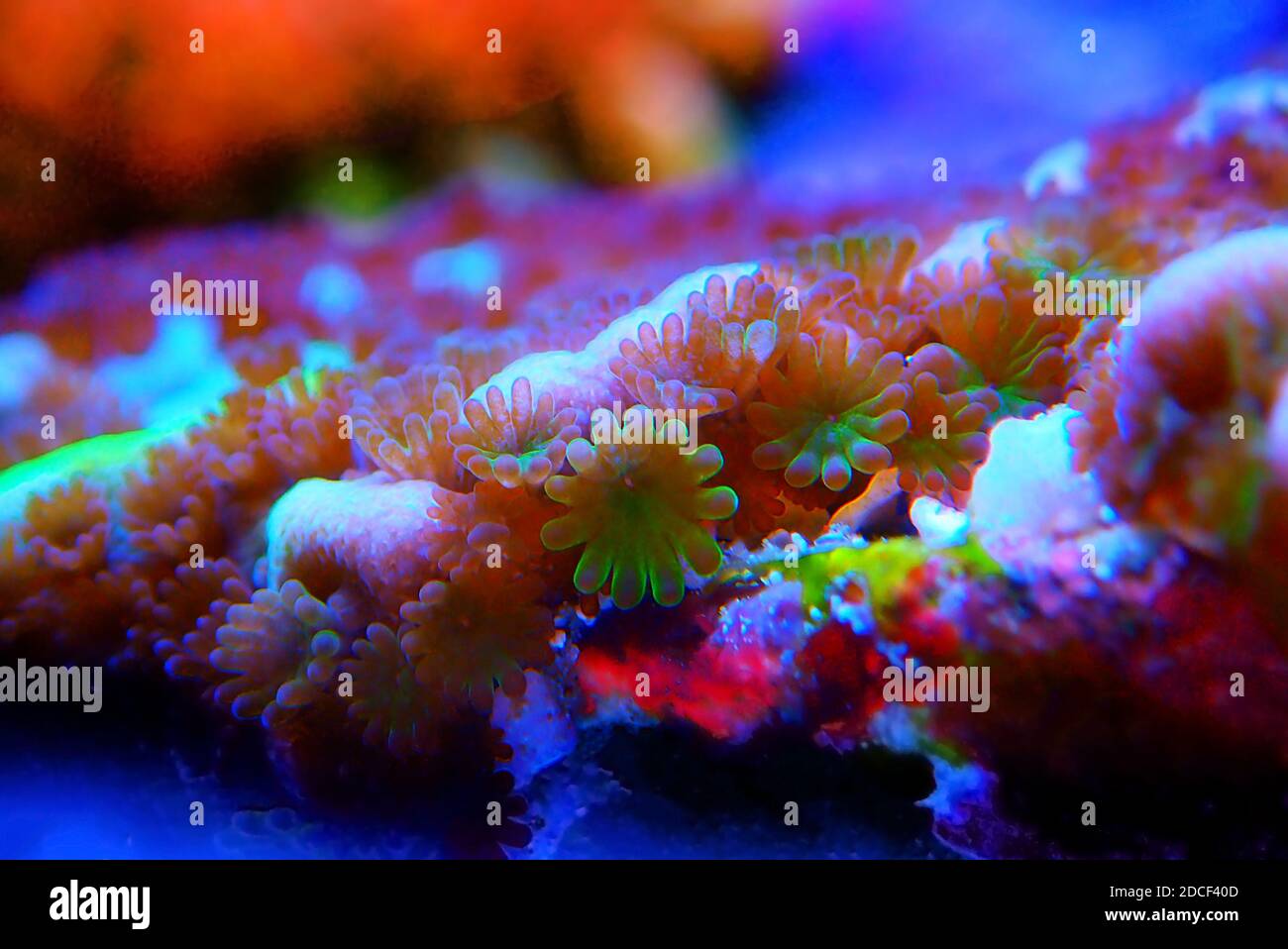 Ultra macro shot on montipora polyps sps coral Stock Photo - Alamy