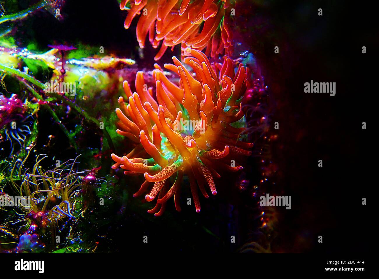 Tentacles of bubble tip anemone hi-res stock photography and images - Alamy