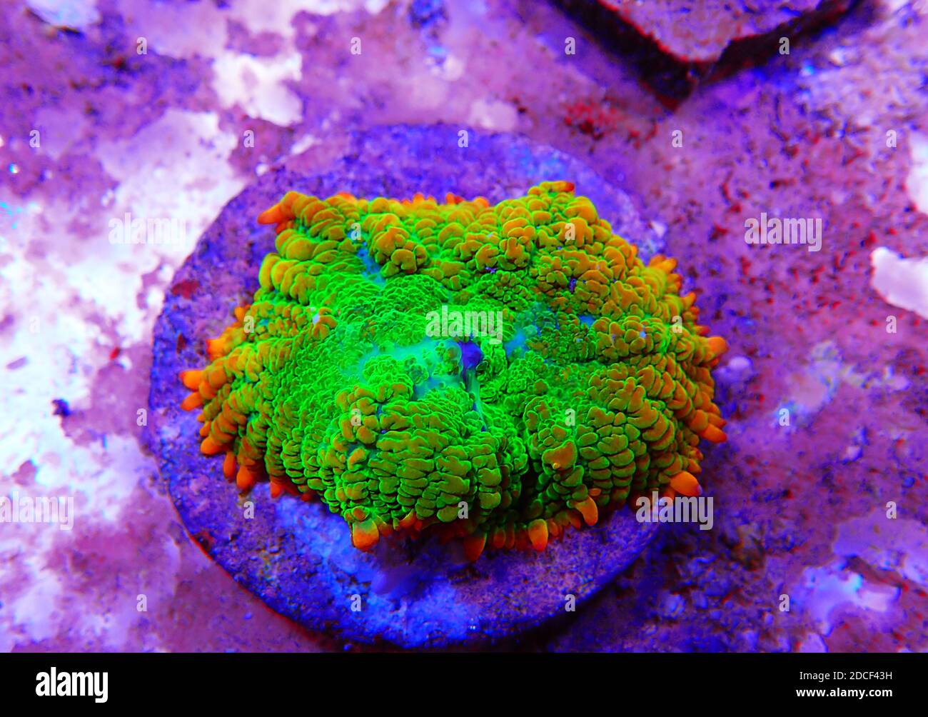 Polyp sun hi-res stock photography and images - Alamy