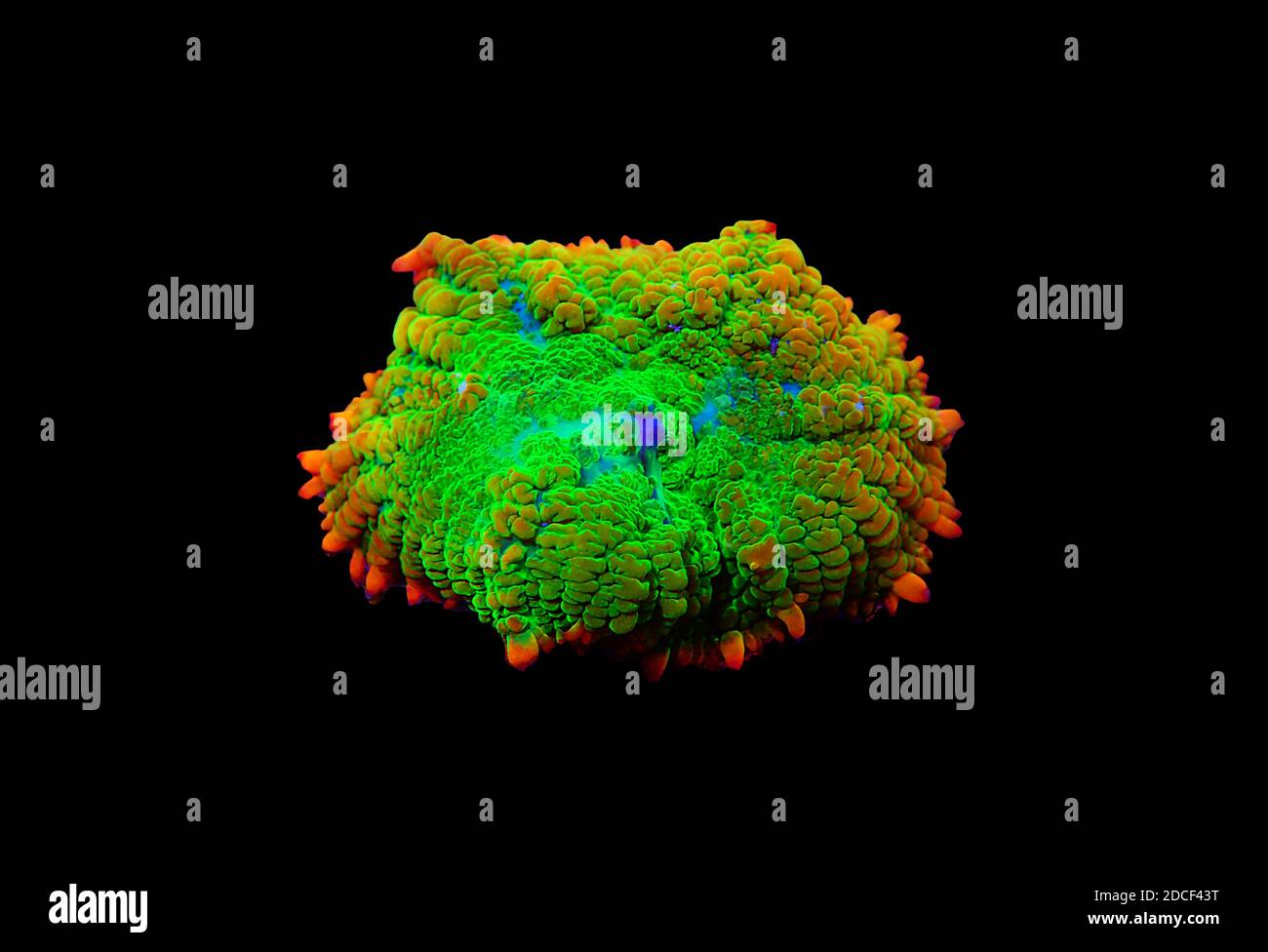 Sun Stone Rhotactis mushroom coral polyp Stock Photo - Alamy