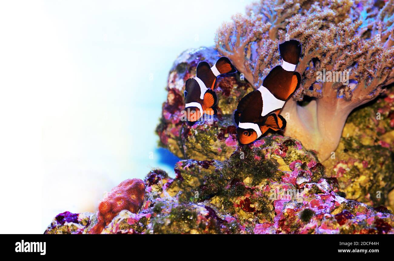 Amphiprion Ocellaris Clownfish - The most popular saltwater fish for coral reef aquarium tanks ...