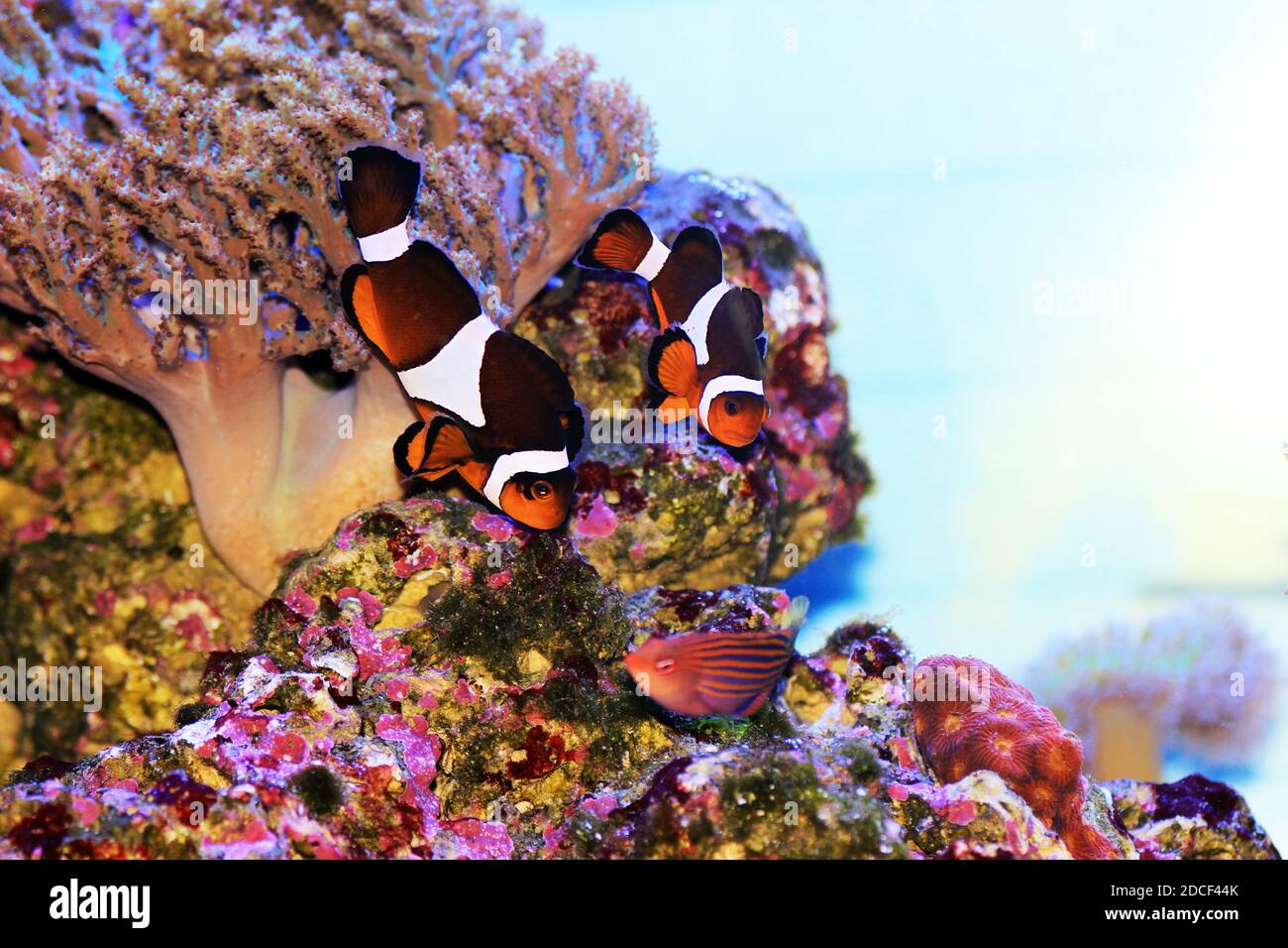 Amphiprion Ocellaris Clownfish - The most popular saltwater fish for coral reef aquarium tanks ...