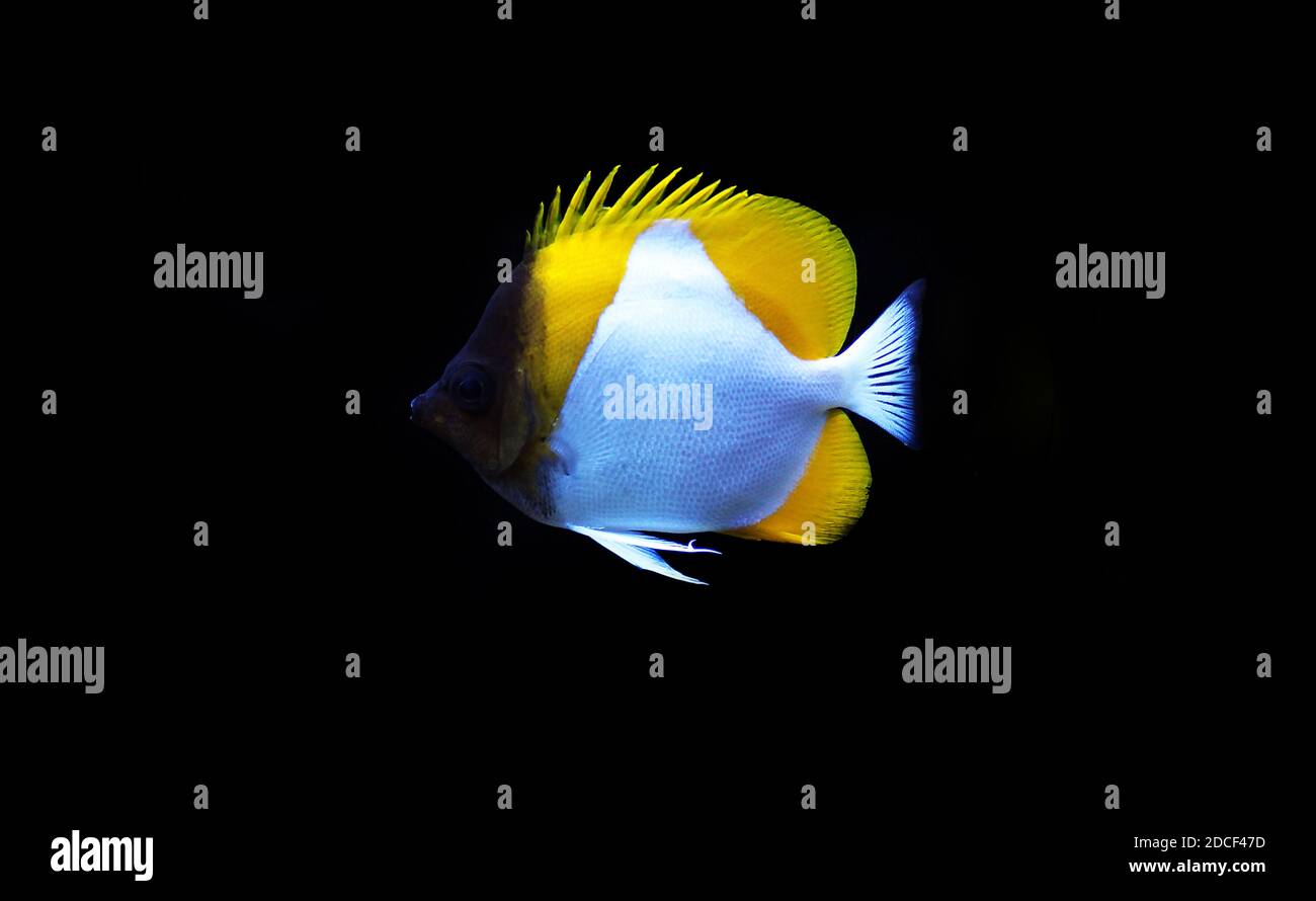 The pyramid butterfly fish - (Hemitaurichthys polylepis Stock Photo - Alamy