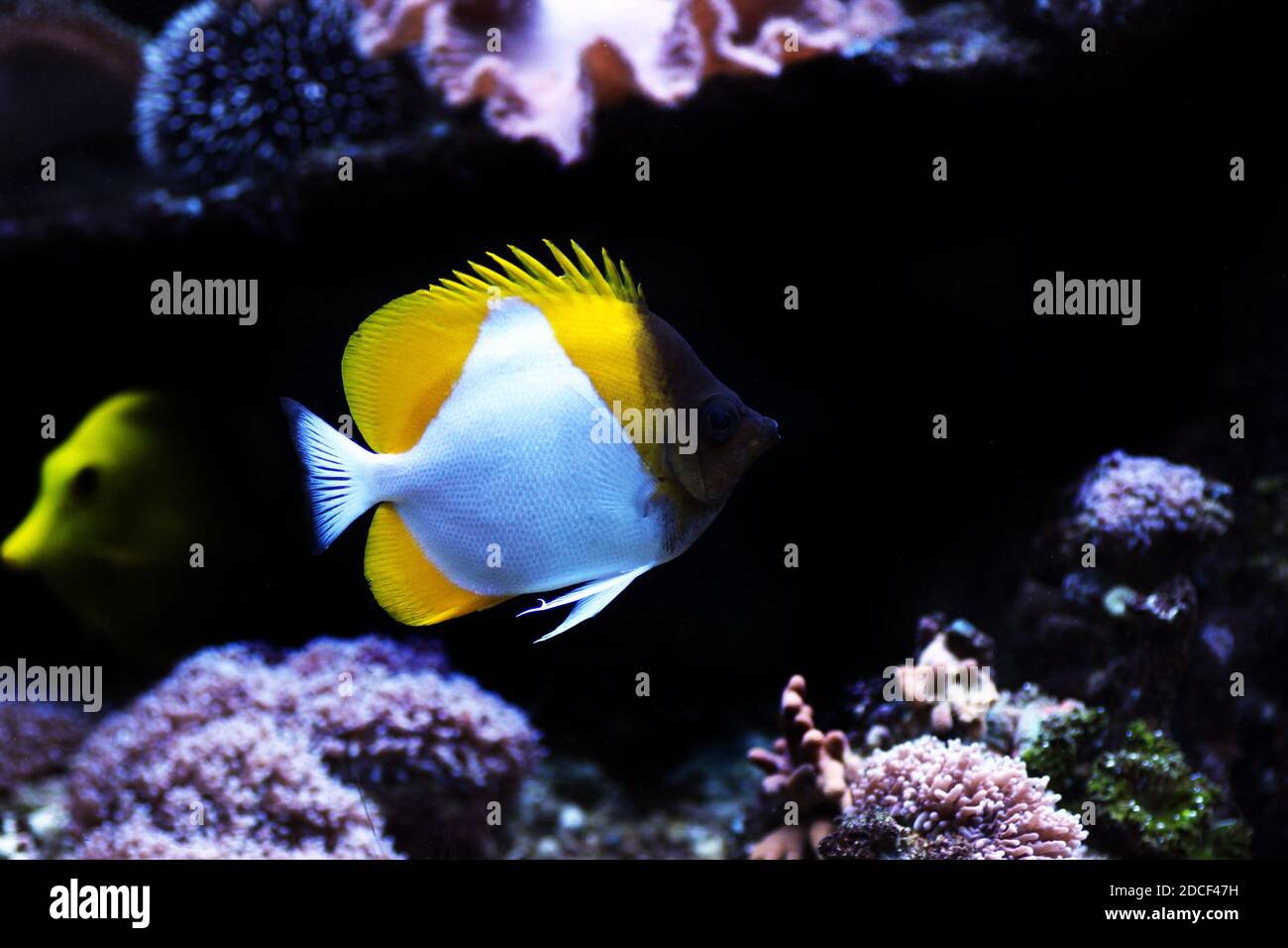 Pyramid Butterflyfish