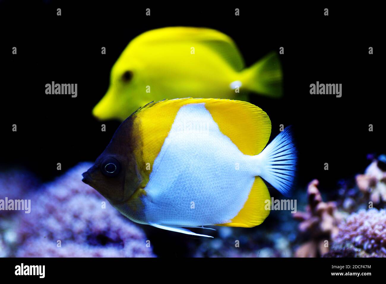 Black Pyramid Butterflyfish High Resolution Stock Photography and ...