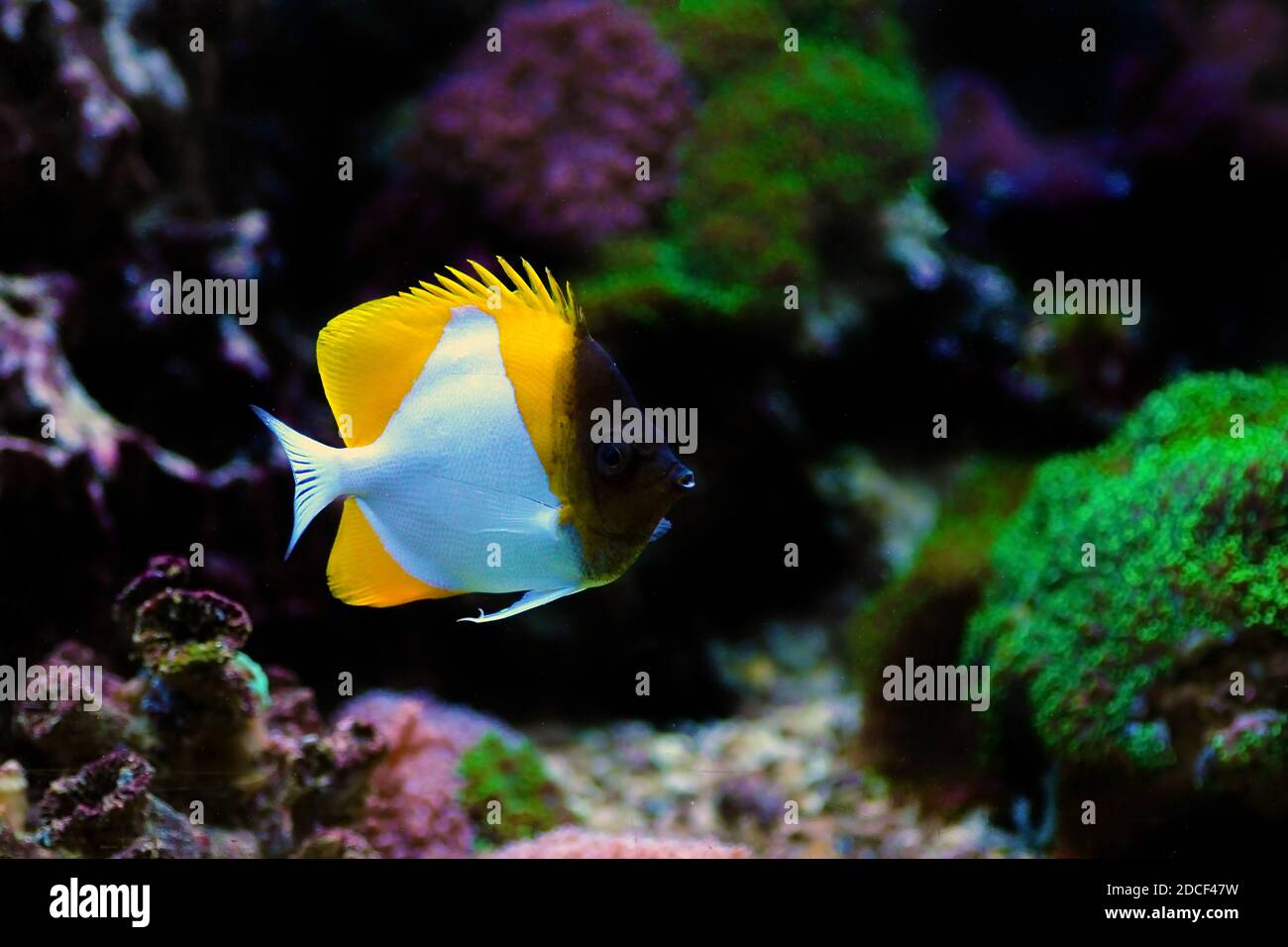 The pyramid butterfly fish - (Hemitaurichthys polylepis Stock Photo - Alamy