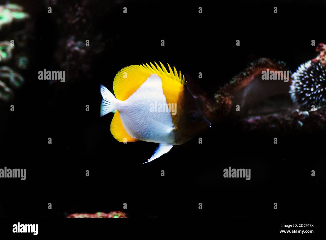 The pyramid butterfly fish - (Hemitaurichthys polylepis Stock Photo - Alamy