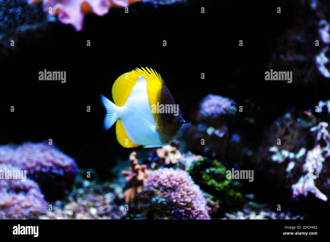 The pyramid butterfly fish - (Hemitaurichthys polylepis Stock Photo - Alamy