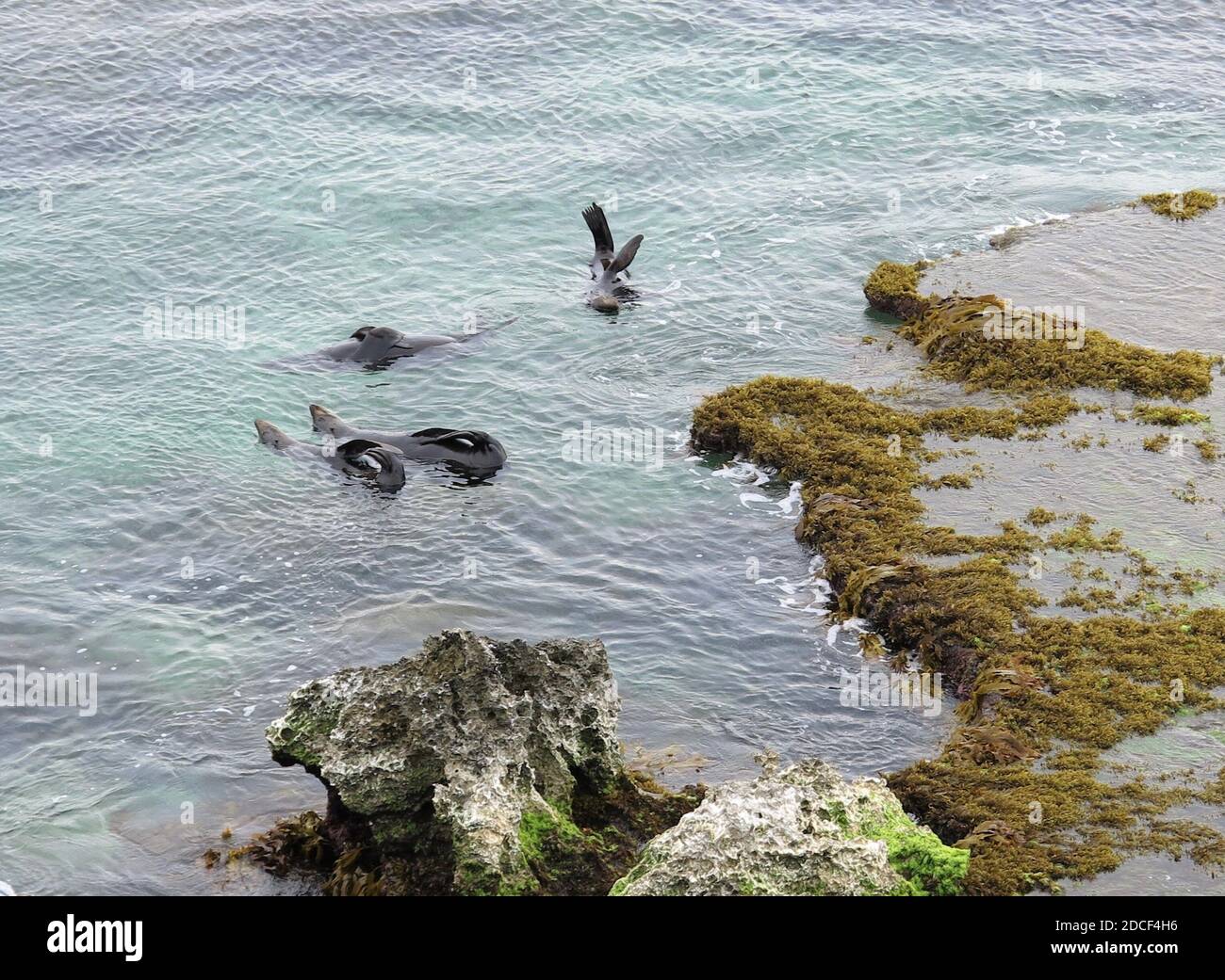 Rottnest Island, at Cathedral Rocks, Four New Zealand Fur Seals ...