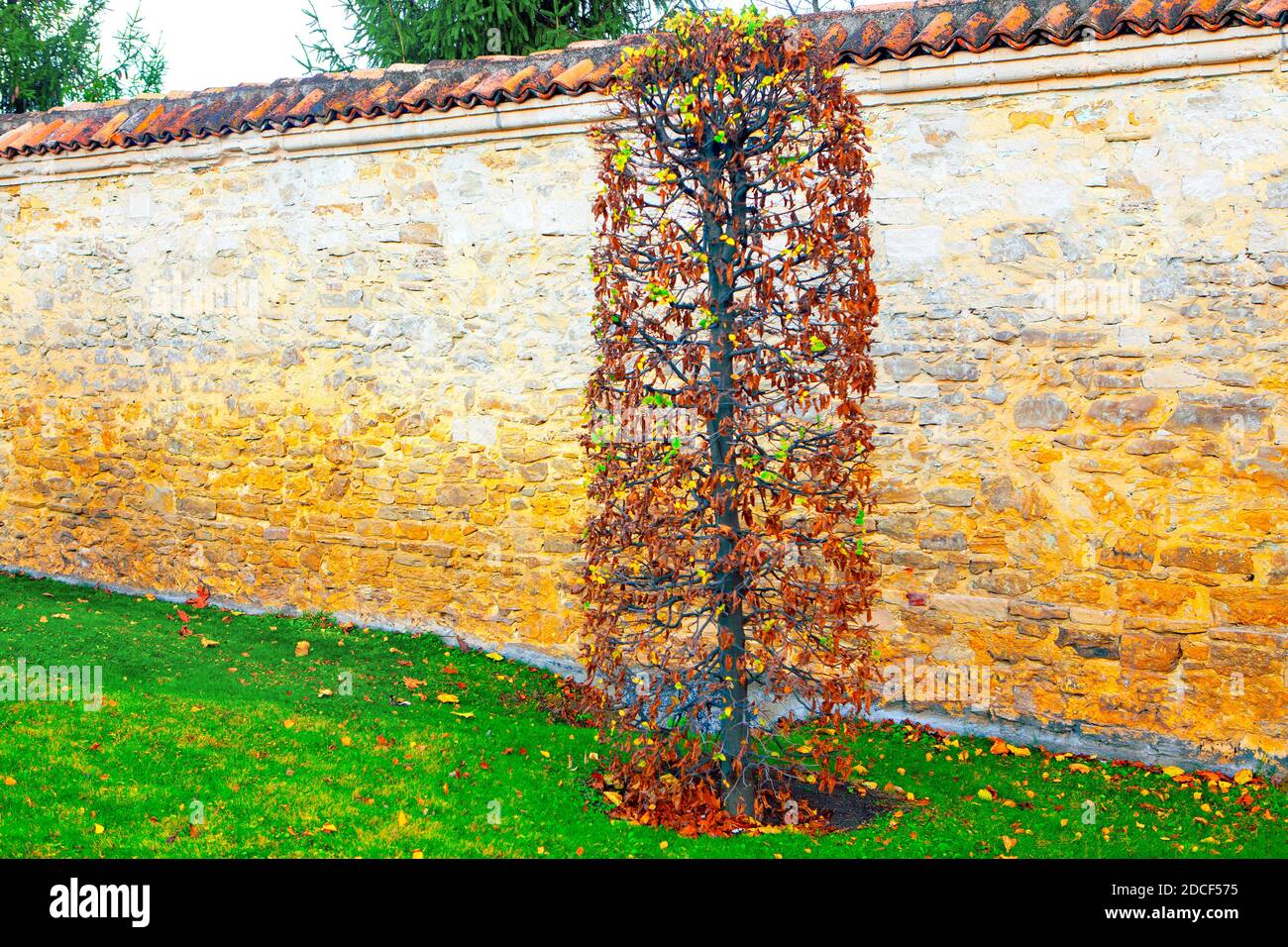 Decorative Garden Bush in Autumn . Medieval Wall Stock Photo - Alamy