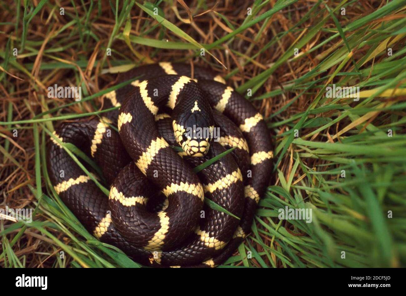 Vintage king snake hi-res stock photography and images - Alamy