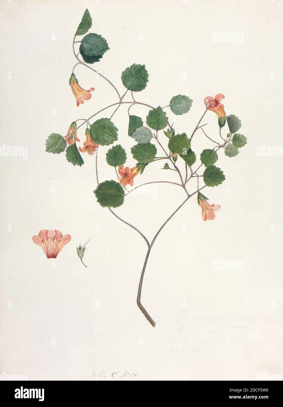 King, Martha (Rhabdothamnus solandri or New Zealand gloxinia Stock ...
