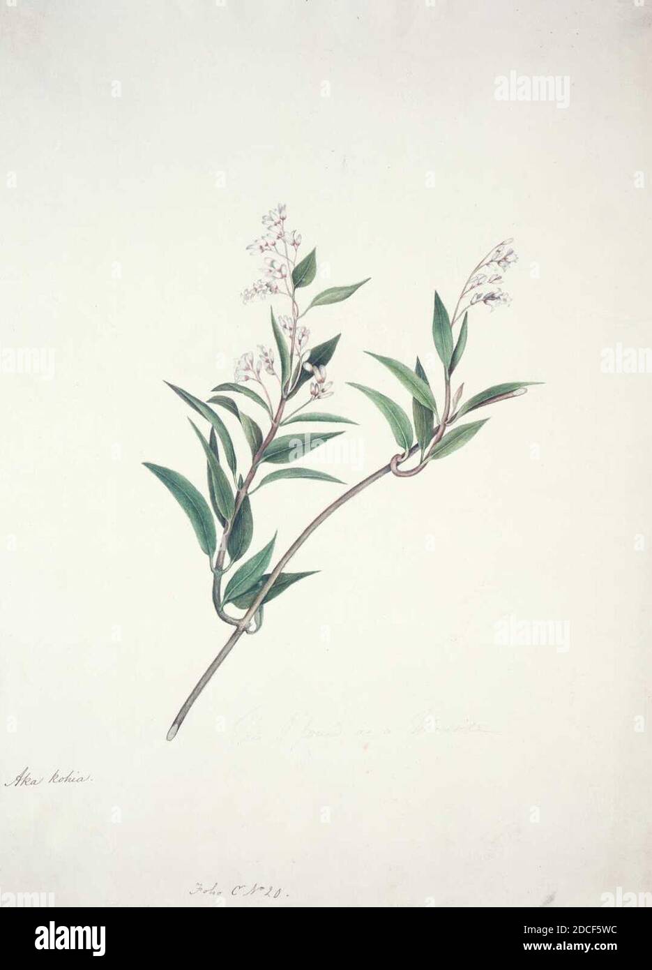 King, Martha Aka kohia Stock Photo - Alamy