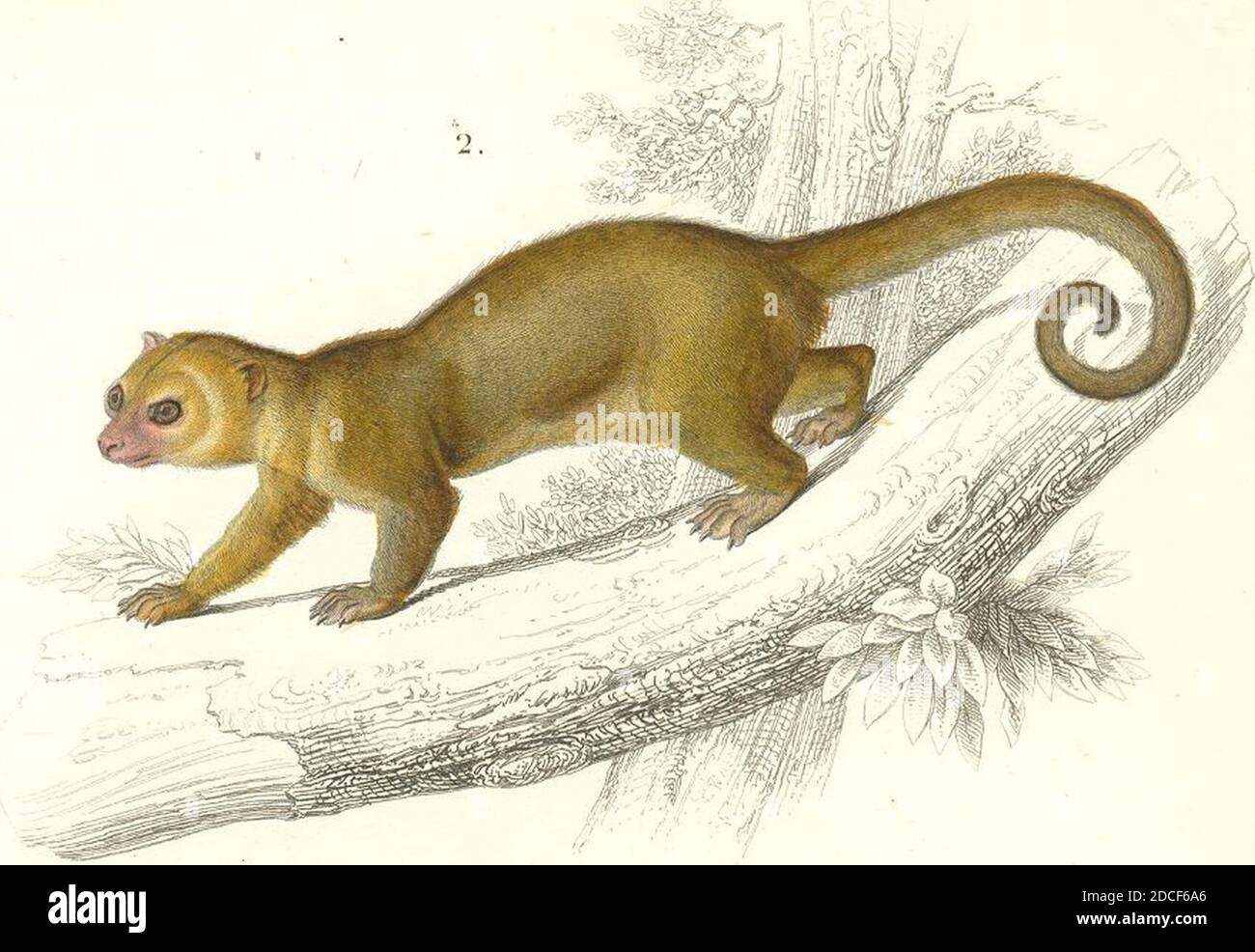 Kinkajou tree hi-res stock photography and images - Alamy