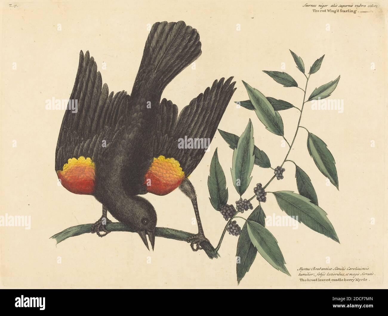 Mark starling hi-res stock photography and images - Alamy