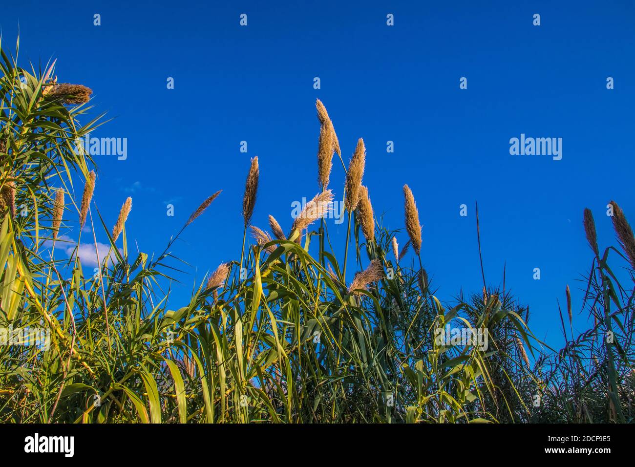 Clear husk hi-res stock photography and images - Alamy