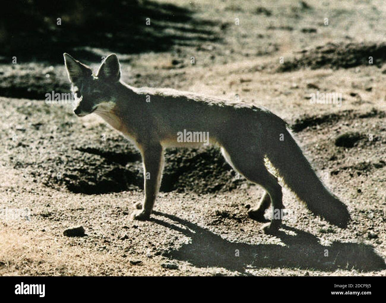 Kit fox at the Nevada Test Site Stock Photo - Alamy